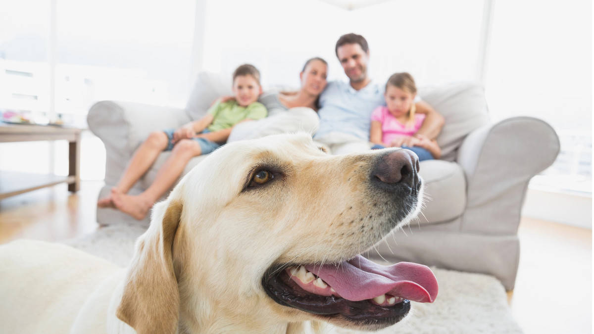 How to Start Pet Blogging - Twins Mommy